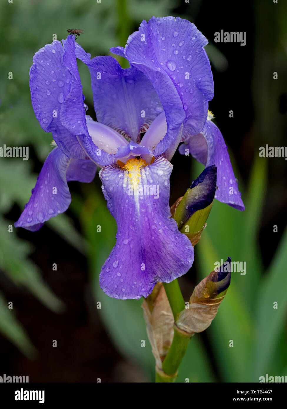 Rhizome iris pallida Banque de photographies et d’images à haute ...