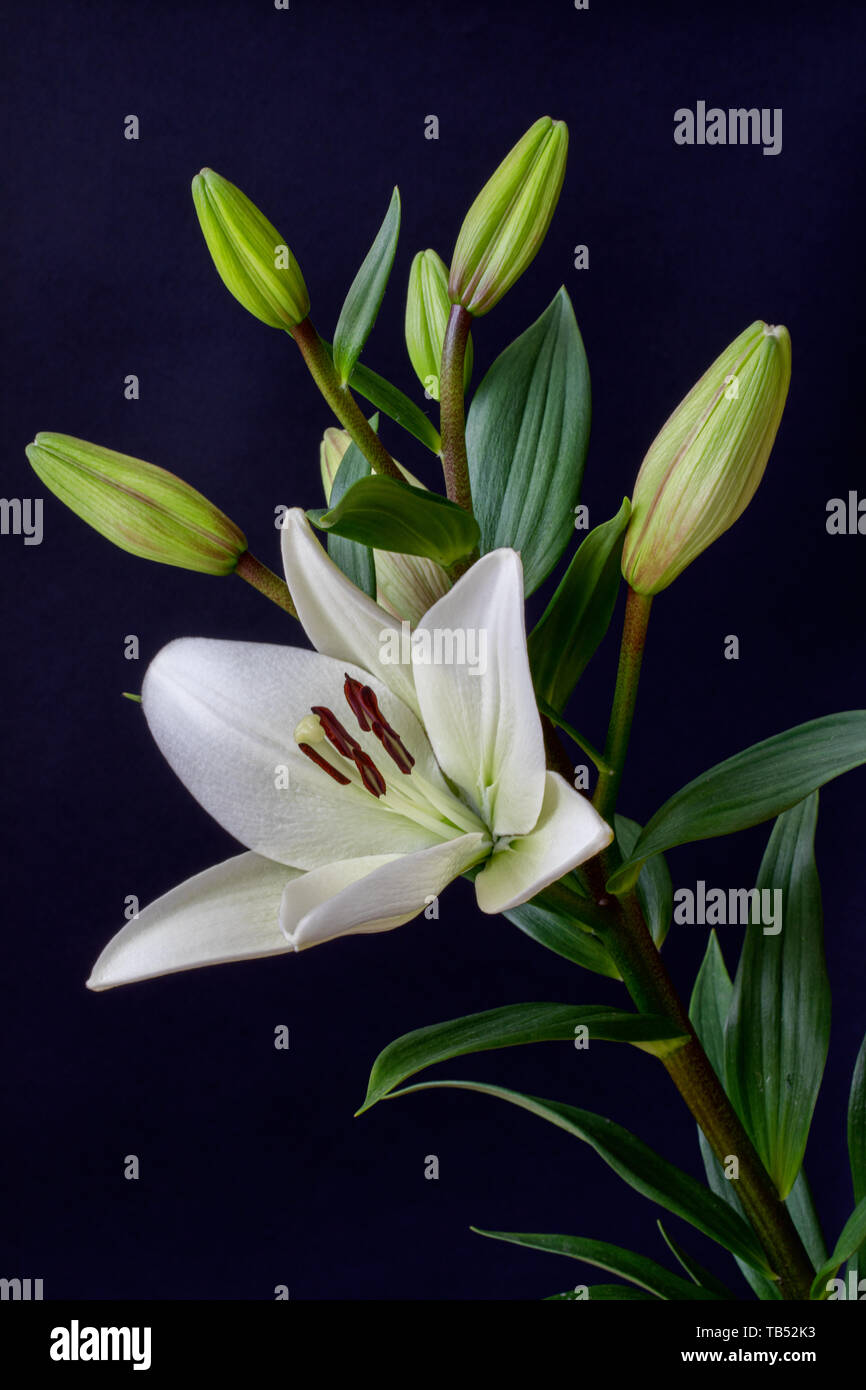 Fleur de lys blanc Banque de photographies et d’images à haute résolution - Page 2 - Alamy