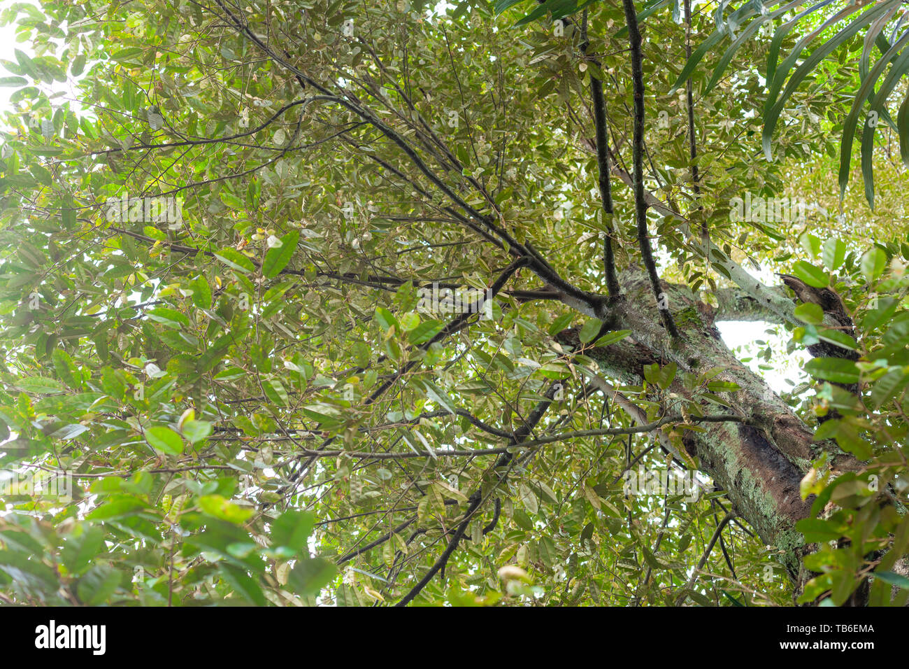 Feuilles de durian Banque de photographies et d’images à haute ...