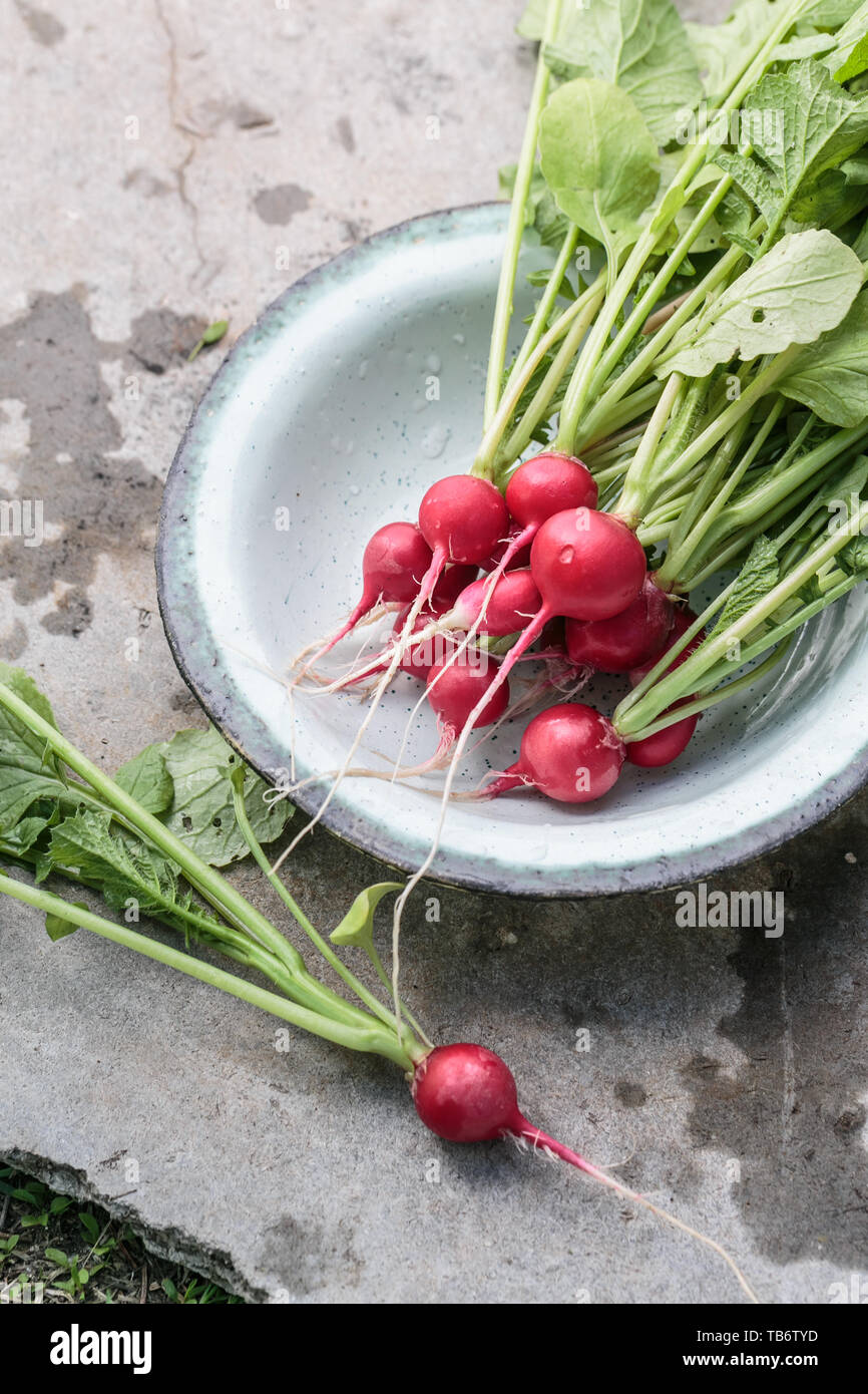 Radis Vert Banque d'image et photos - Alamy