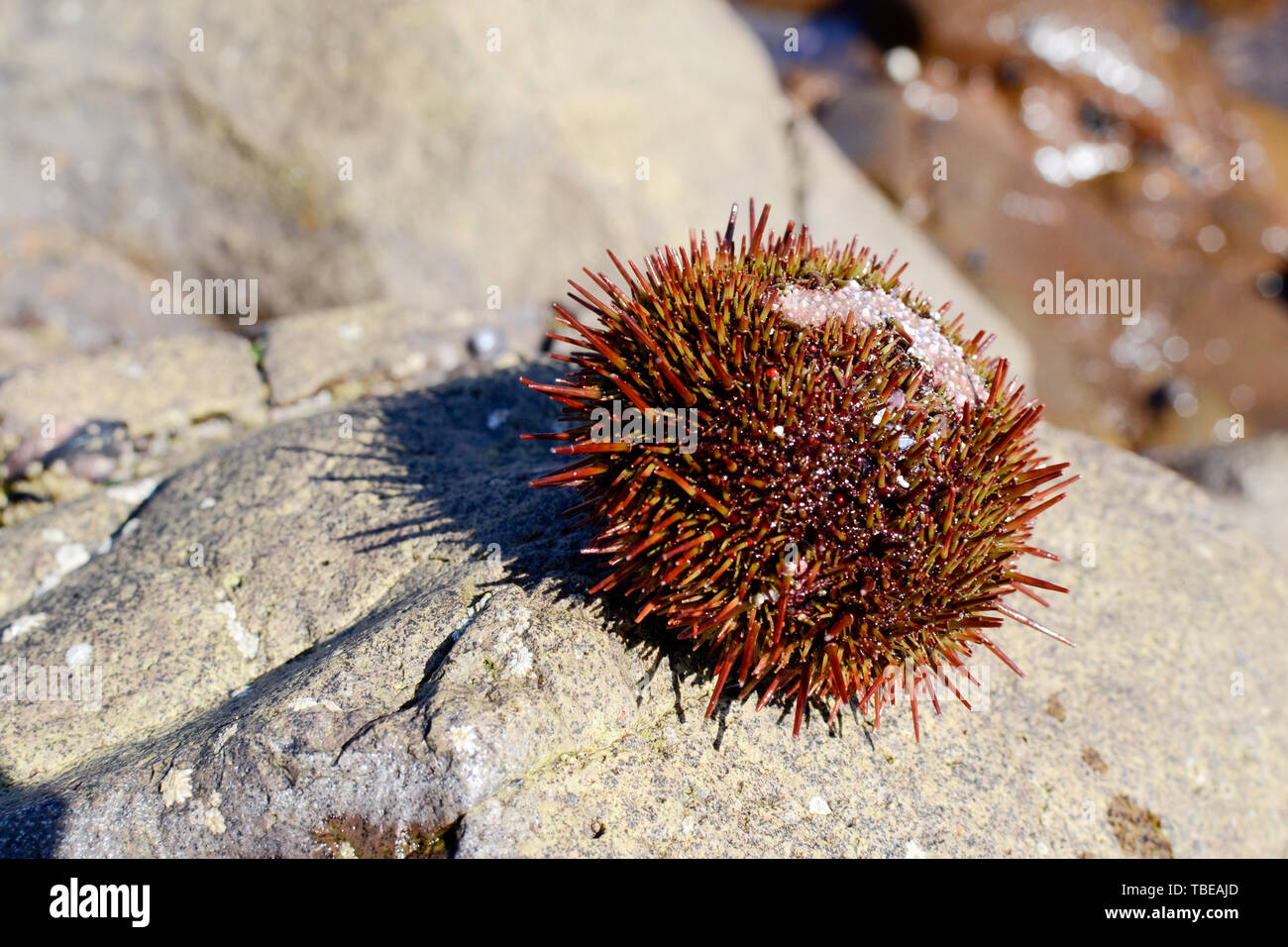 L'oursin rouge chilien (Loxechinus albus) sur les eaux peu profondes de ...