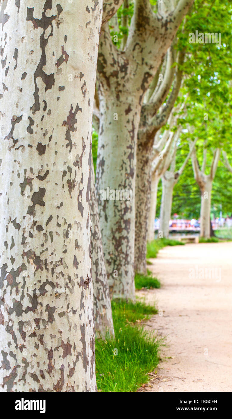 Avenue sycomore Banque de photographies et d’images à haute résolution ...