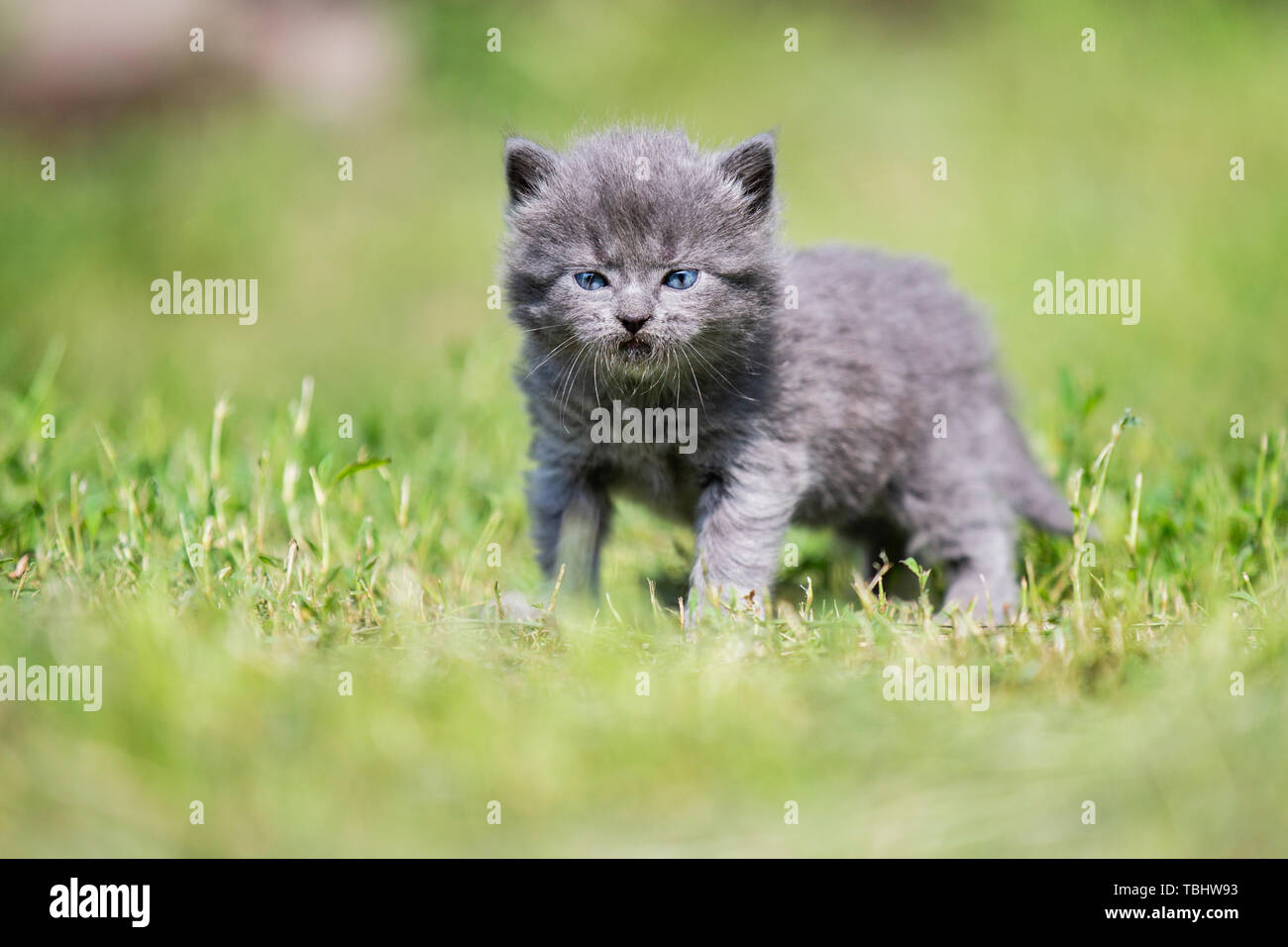 Chatons de fleurs Banque de photographies et d’images à haute résolution - Alamy