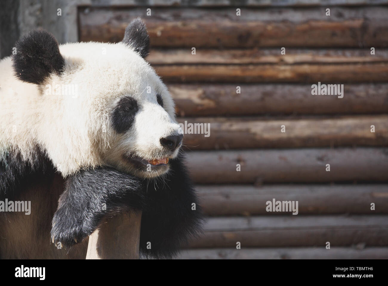 Gros pandas Banque de photographies et d’images à haute résolution - Alamy