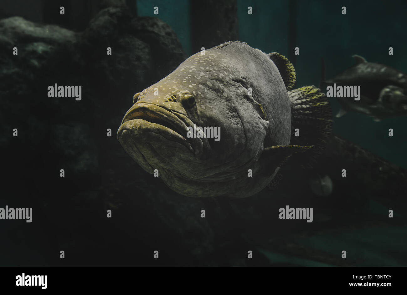 Largemouth bass white background Banque de photographies et d’images à ...