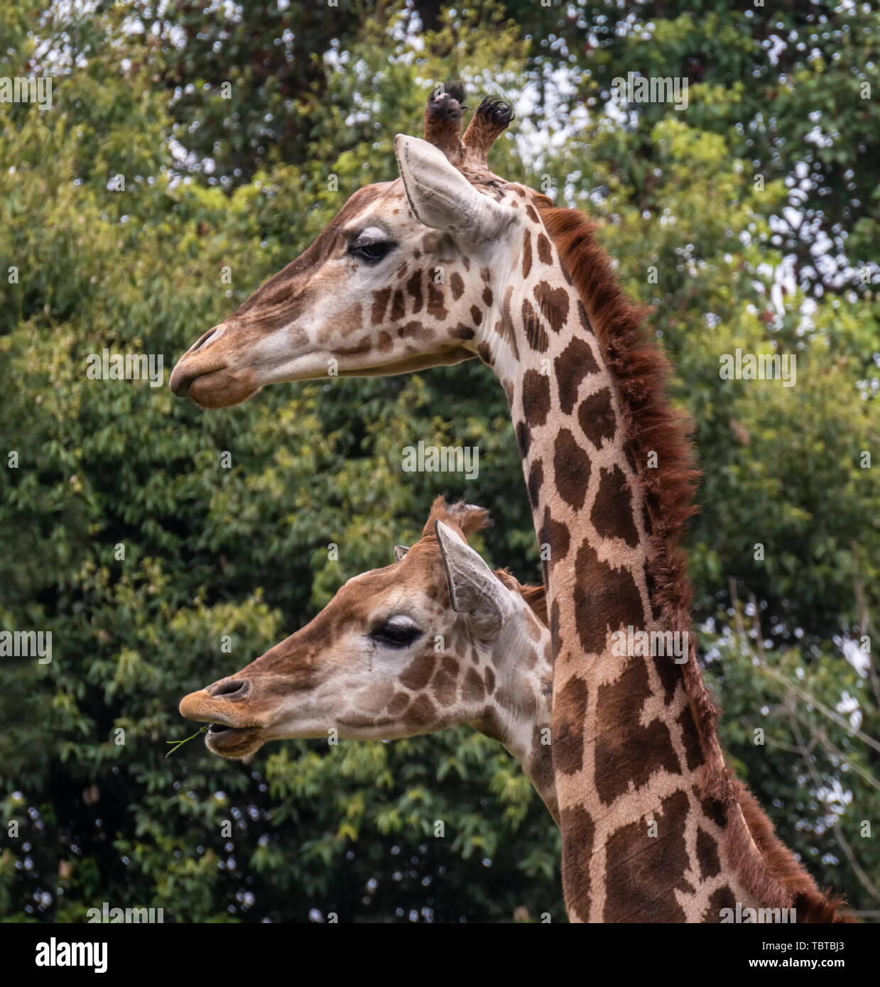 Zoo girafe alimentation des enfants Banque de photographies et d’images ...