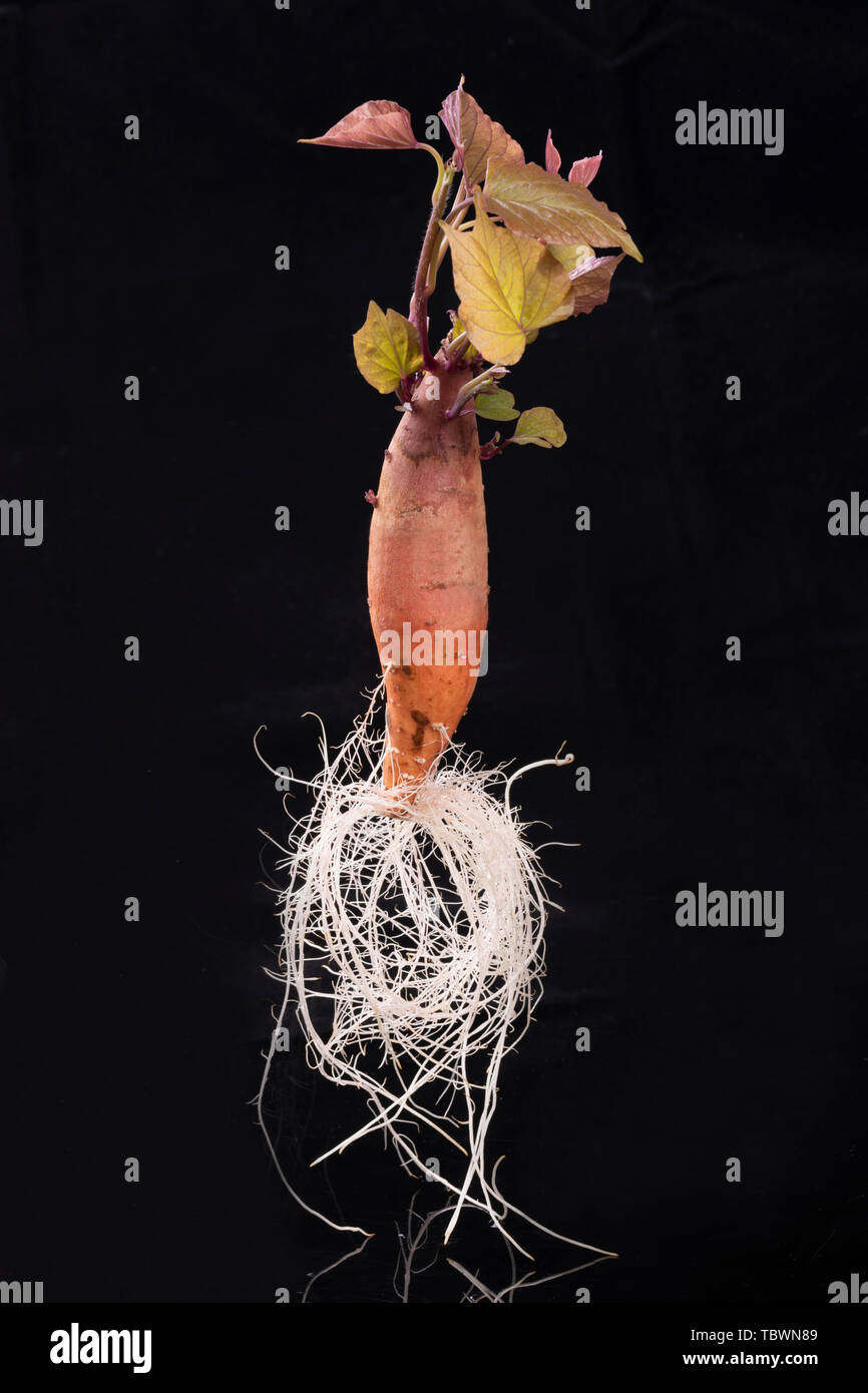 Germination de patate douce Banque de photographies et d’images à haute ...
