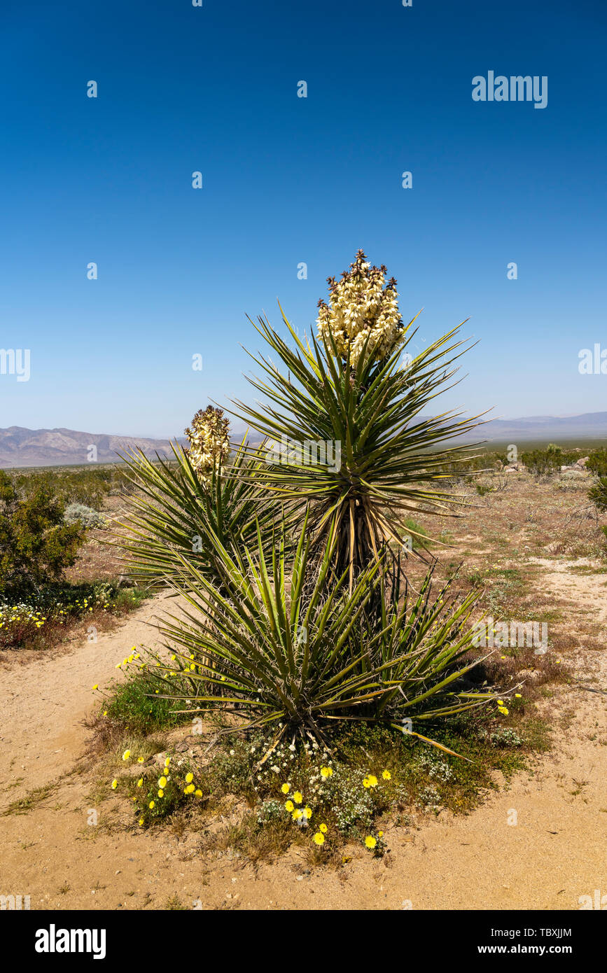 Mojave yucca plant Banque de photographies et d’images à haute ...