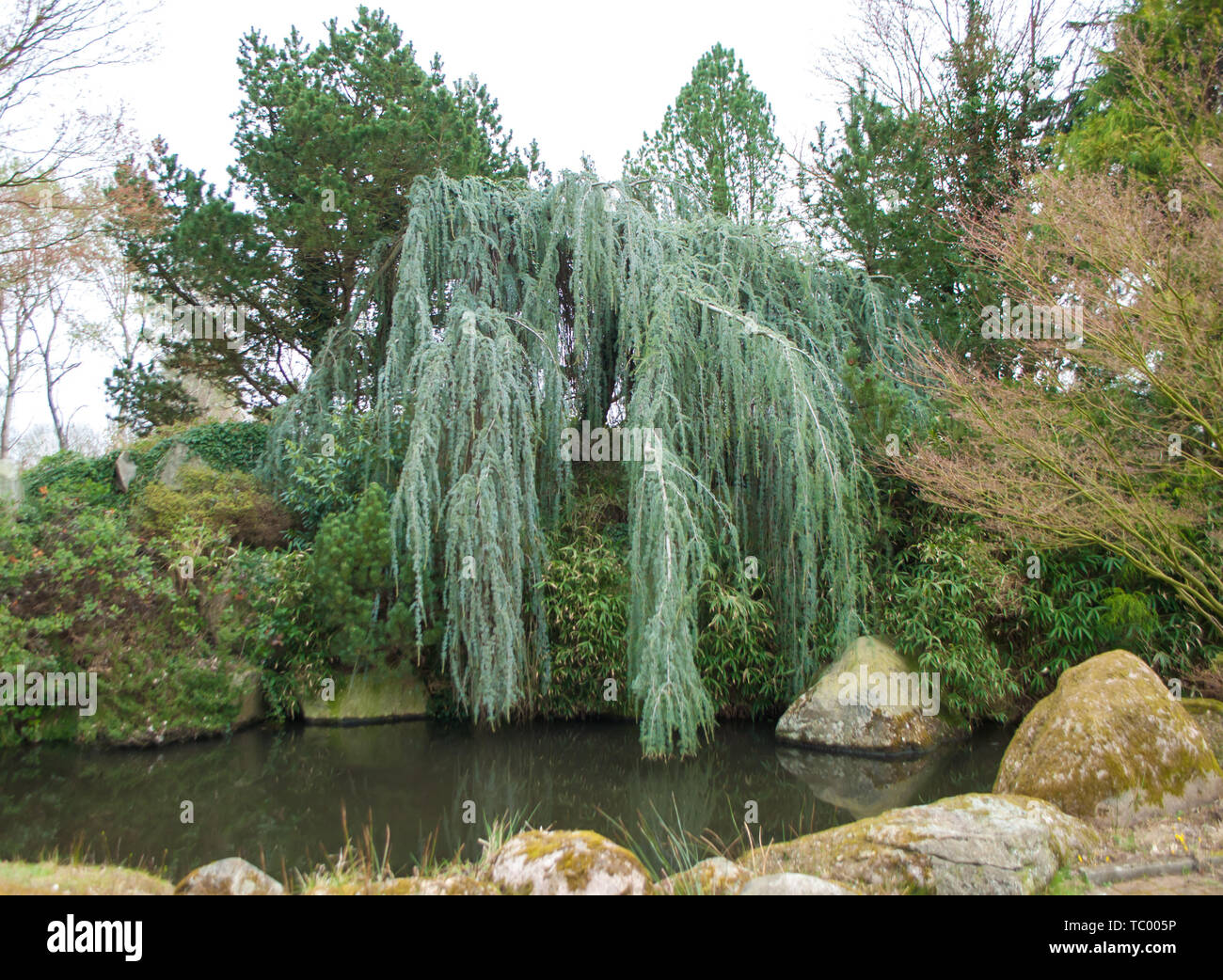 Glauca pendula cèdre de l'atlas bleu pleureur Banque de photographies ...
