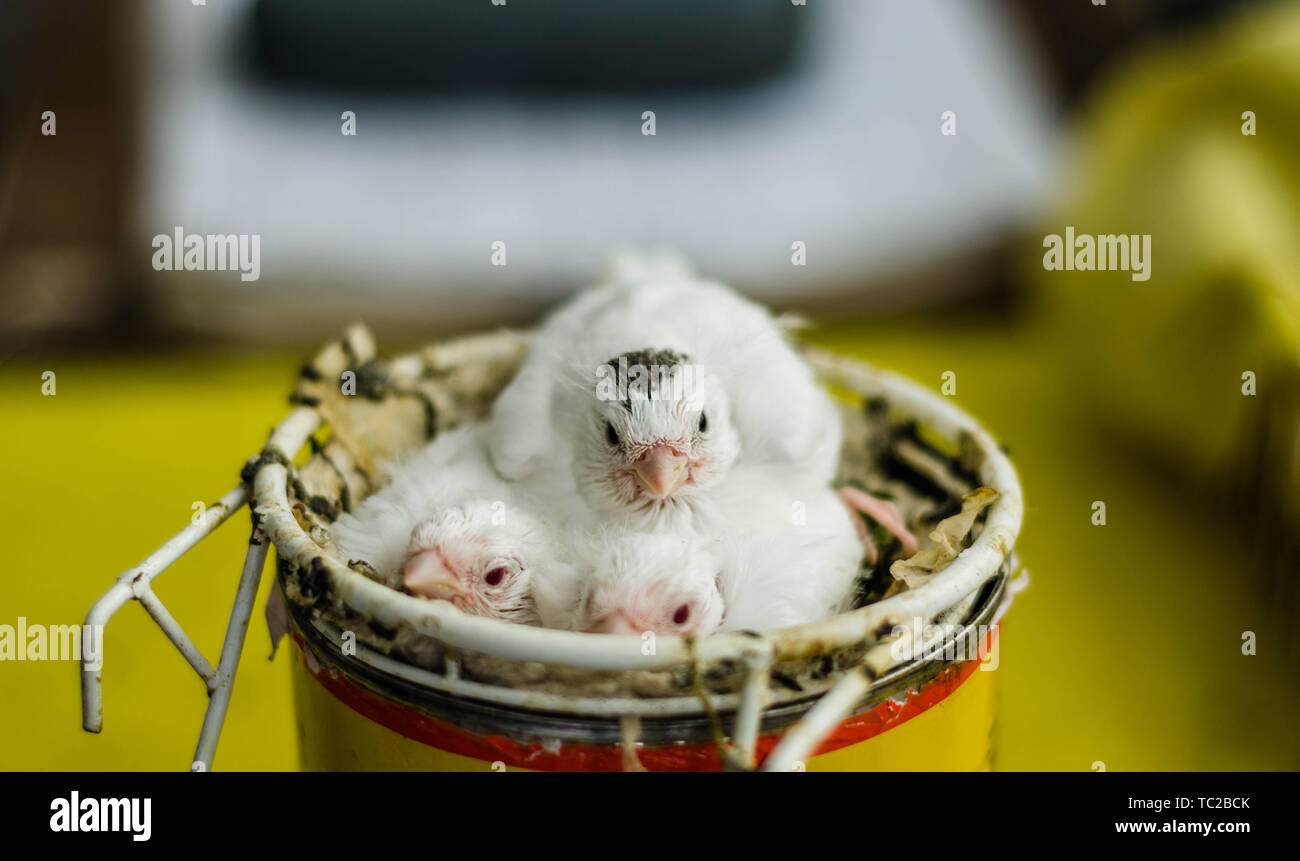 Canari blanc Banque de photographies et d’images à haute résolution - Alamy