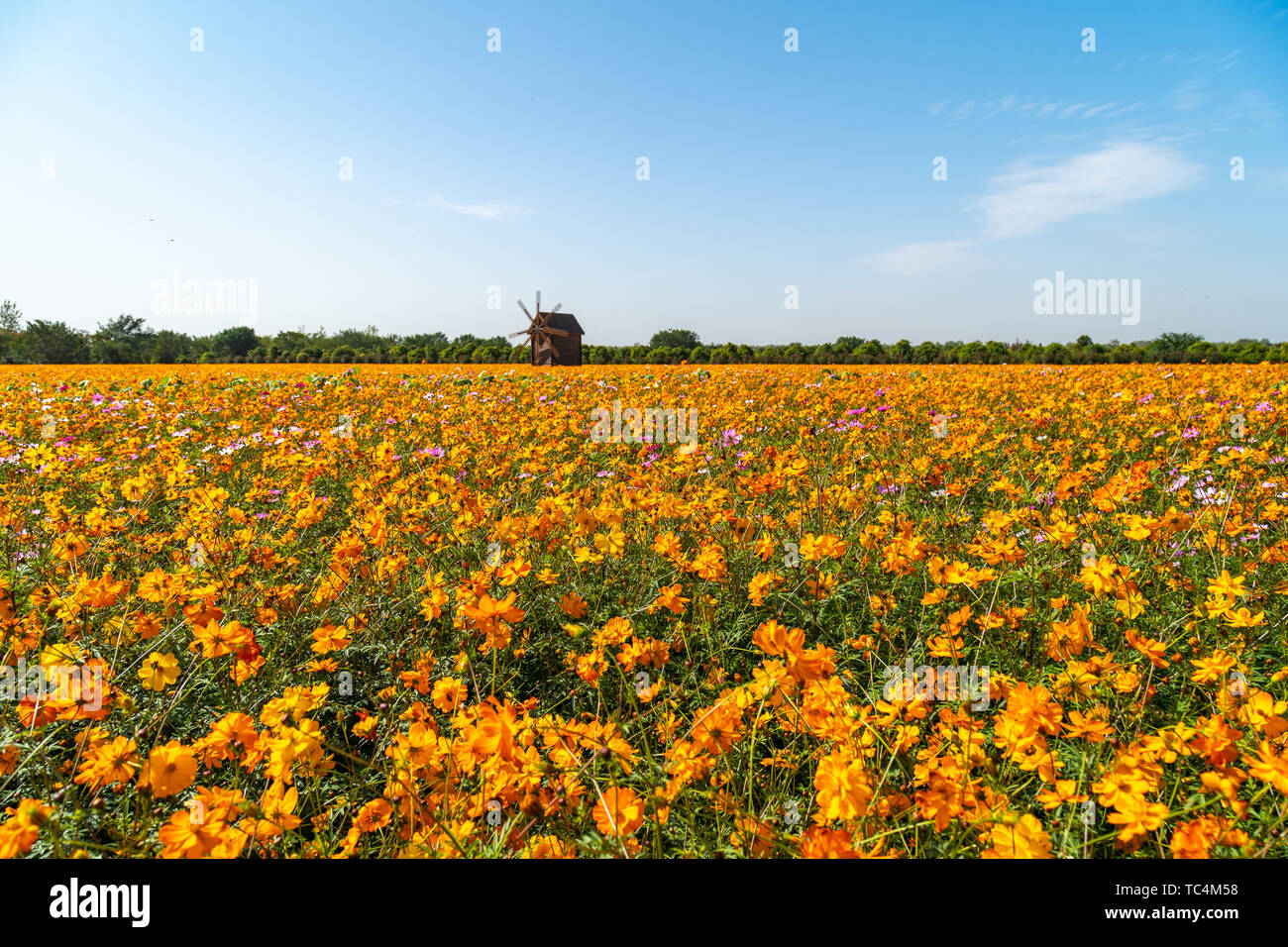Une mer de fleurs Banque de photographies et d’images à haute ...
