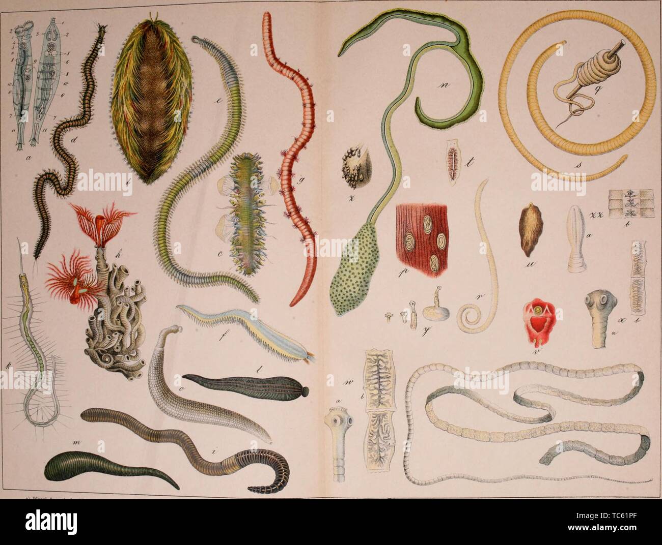 Types de vers Banque de photographies et d’images à haute résolution ...