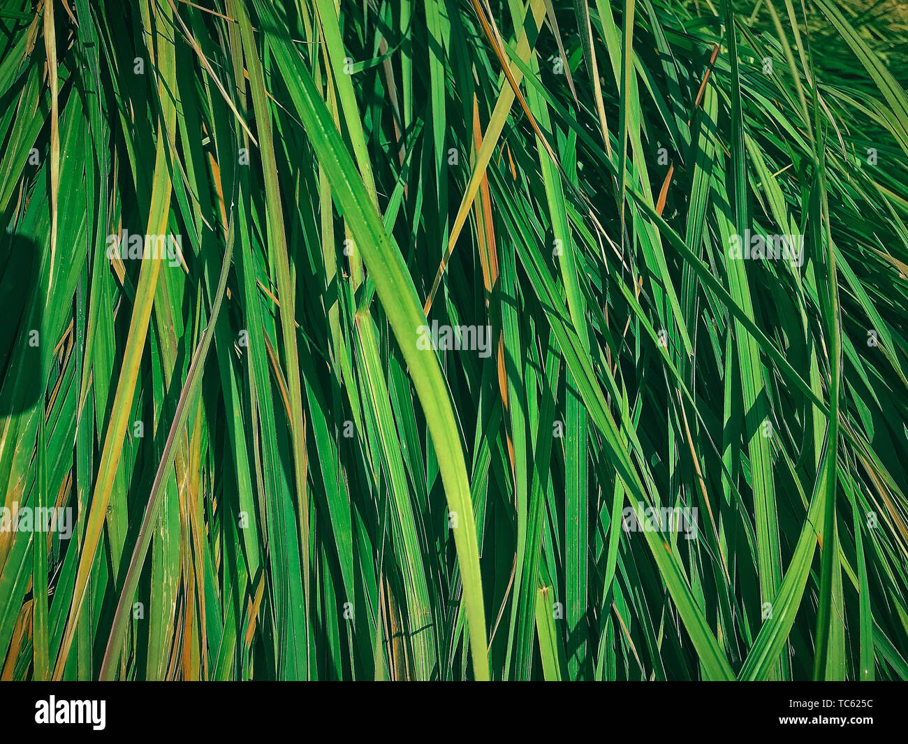 Texture de chaume Banque de photographies et d’images à haute ...