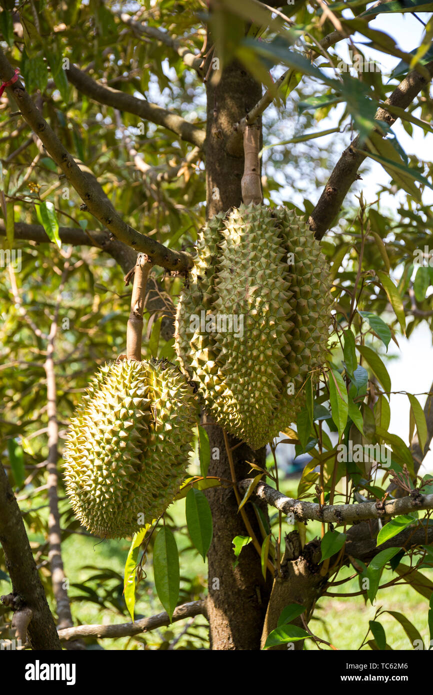 Arbre durian Banque de photographies et d’images à haute résolution - Alamy