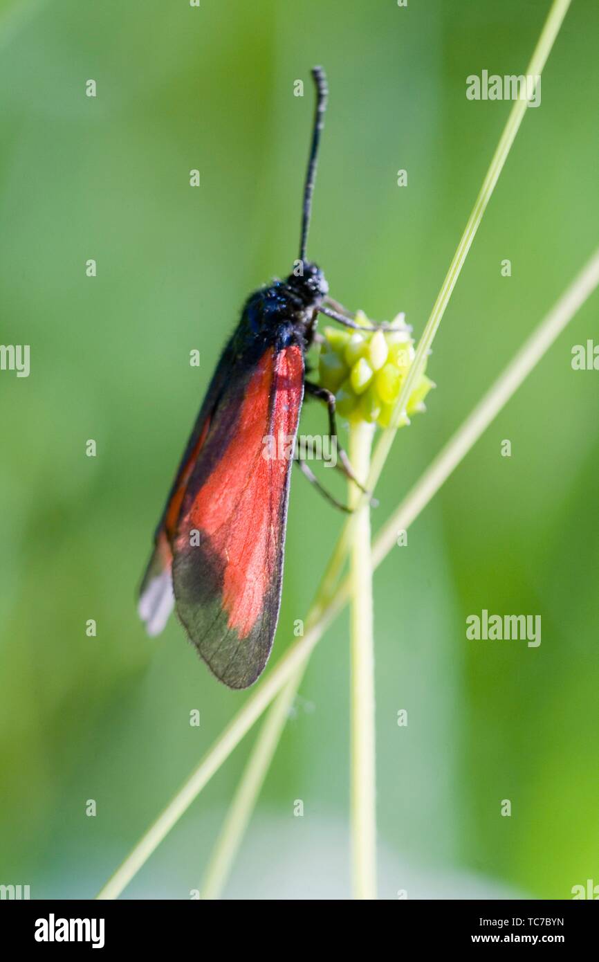 Insecte volant vol aile transparent Banque de photographies et d’images ...
