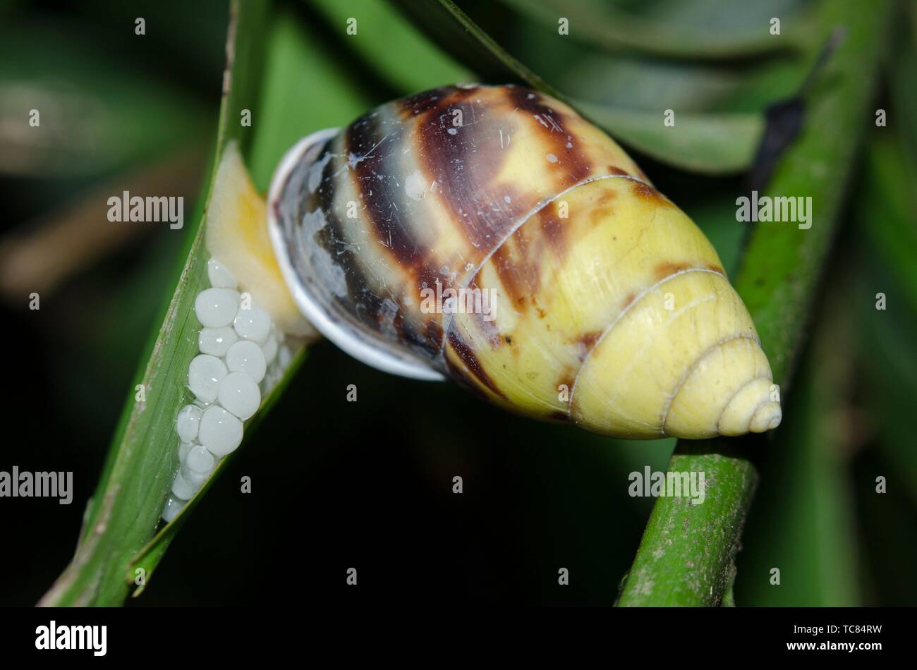 Amphidromus perversus Banque de photographies et d’images à haute résolution - Alamy