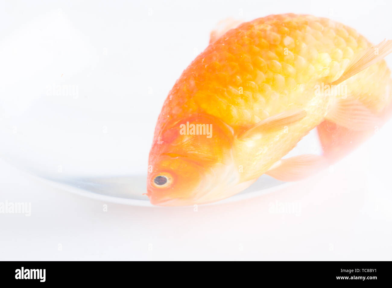 Verre poisson rouge Banque de photographies et d’images à haute ...