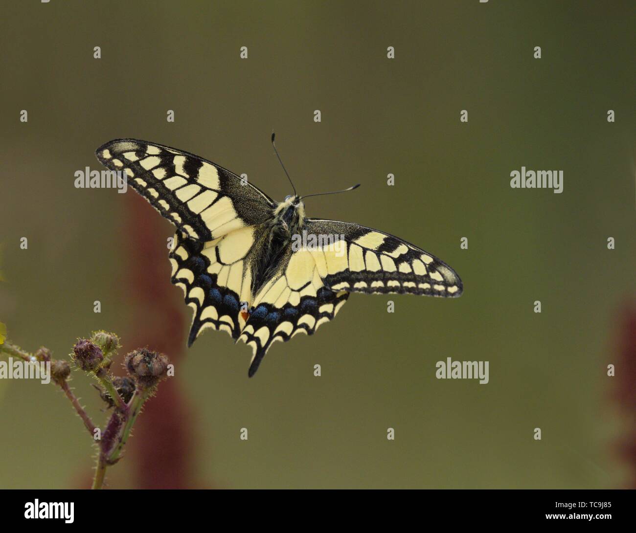 Jour machaon volant Banque de photographies et d’images à haute ...
