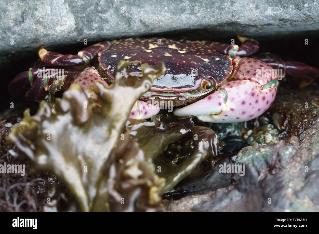 Crabe violet Banque de photographies et d’images à haute résolution - Alamy