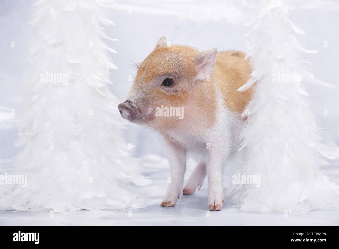 Bébé mini cochon Banque de photographies et d’images à haute résolution ...