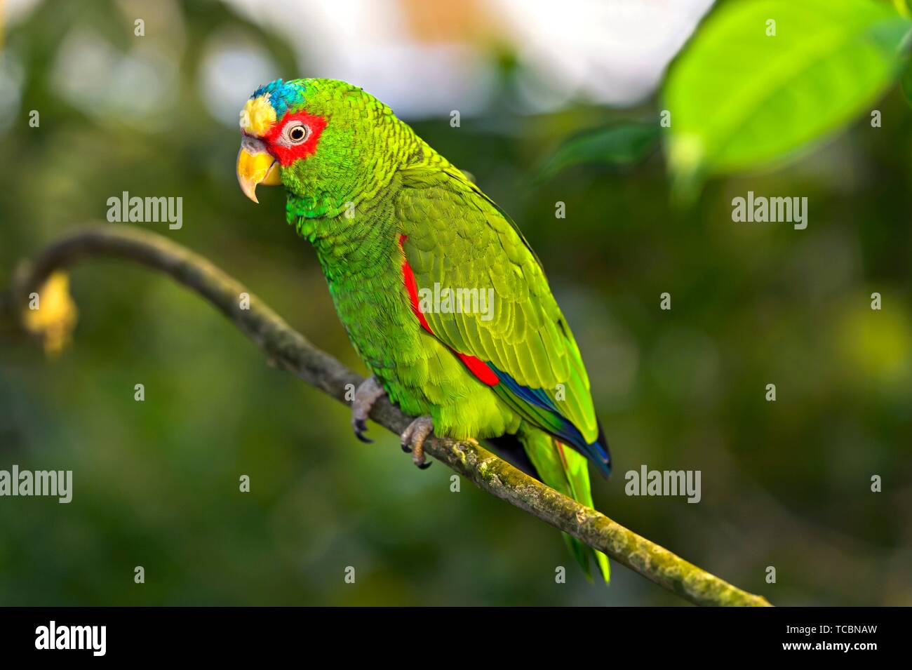 Lovebirds agapornis Banque de photographies et d’images à haute ...