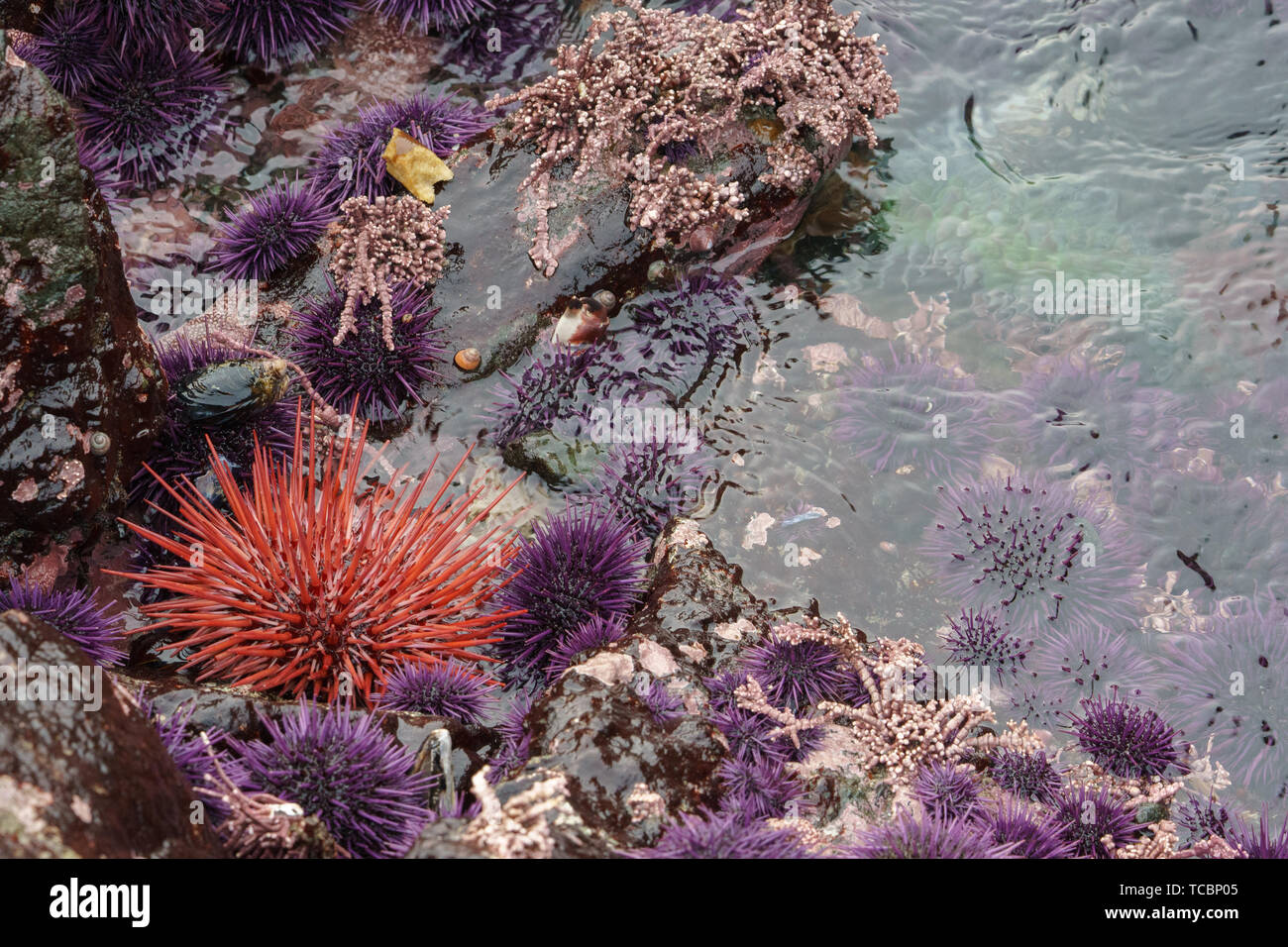 Oursins violets Banque de photographies et d’images à haute résolution ...