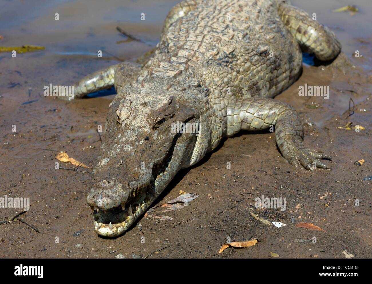 Sacred crocodile in sabou burkina Banque de photographies et d’images à ...
