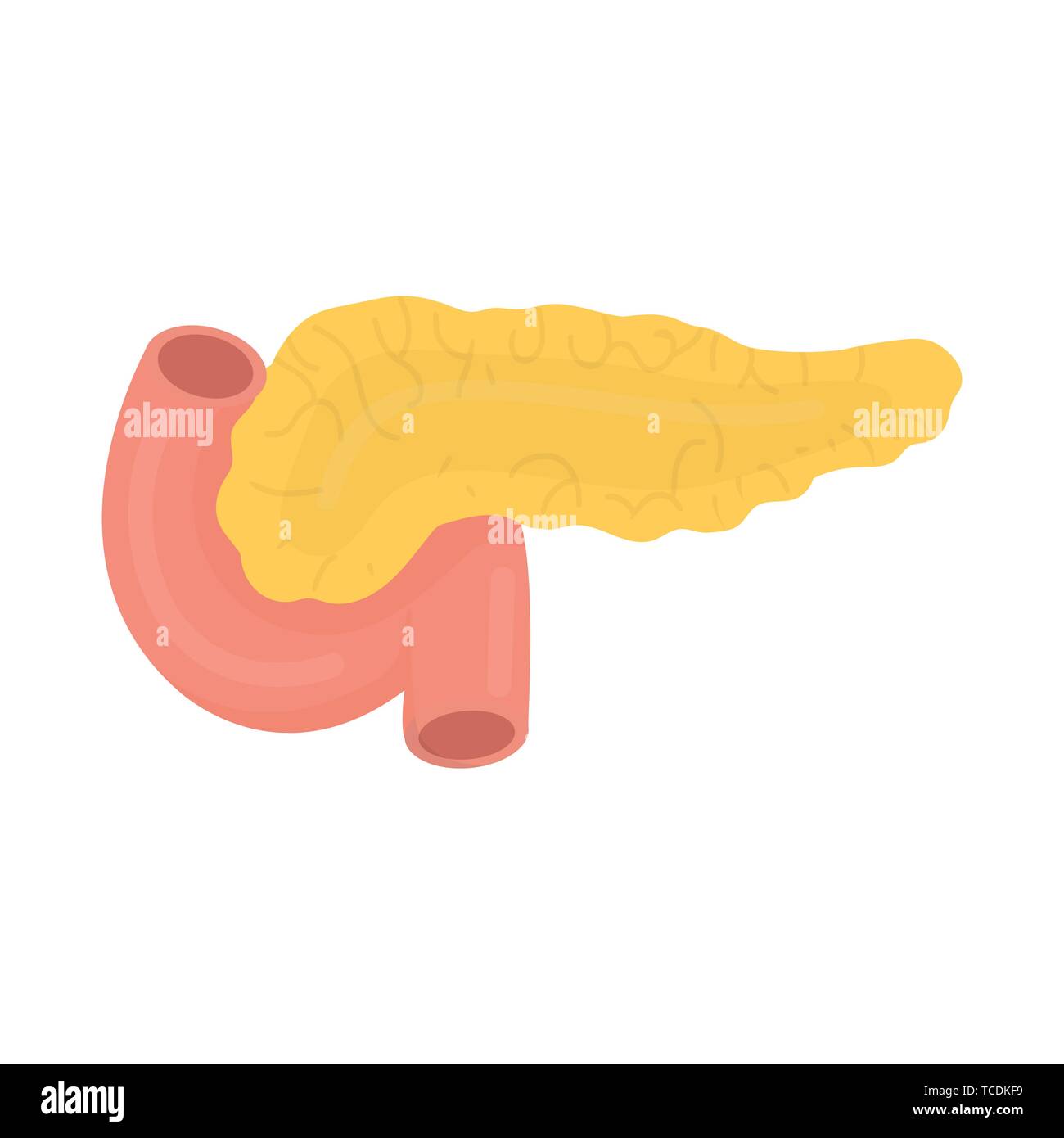 Vector illustration du pancréas et l'icône d'organes. Collection de ...