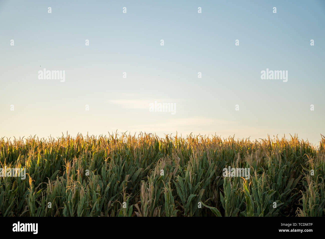 Serried rows Banque de photographies et d’images à haute résolution - Alamy