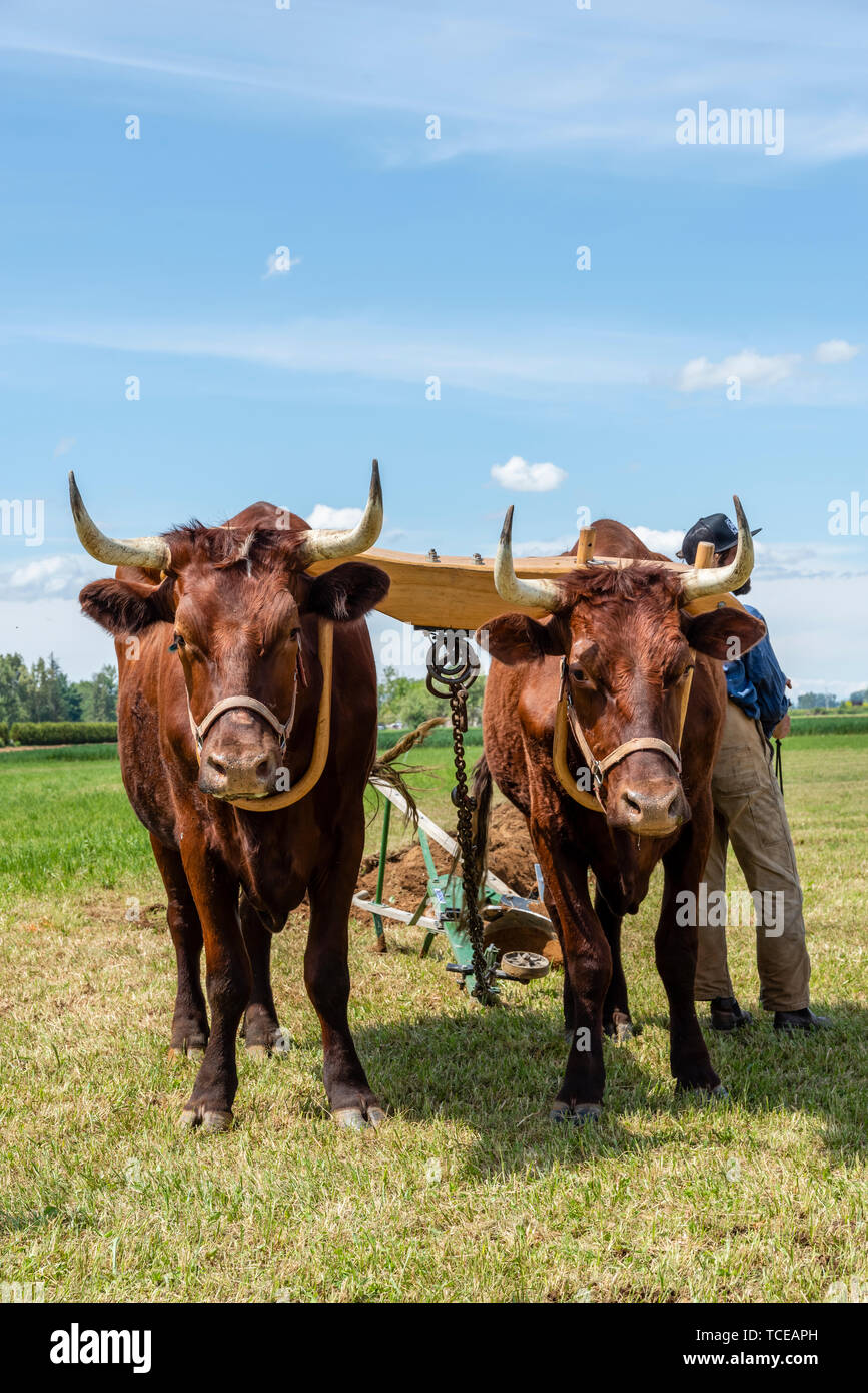 Boeufs dans un harnais Banque de photographies et d’images à haute ...