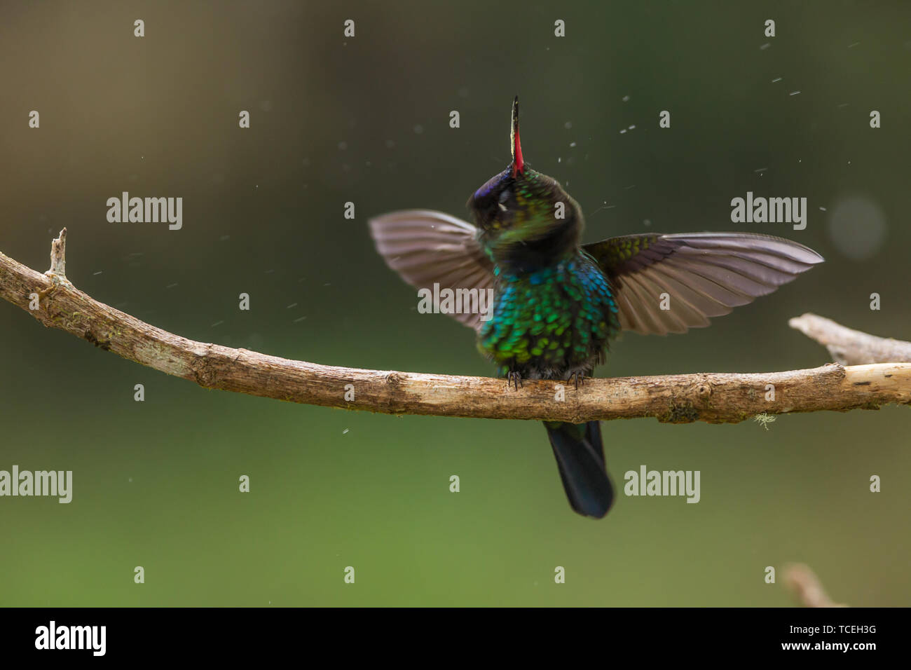 Montagnes de talamanca Banque de photographies et d’images à haute ...