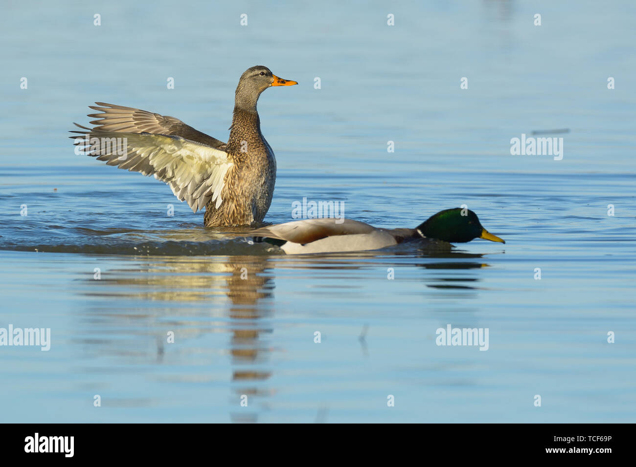 Accouplement de poule et de canard Banque de photographies et d’images ...