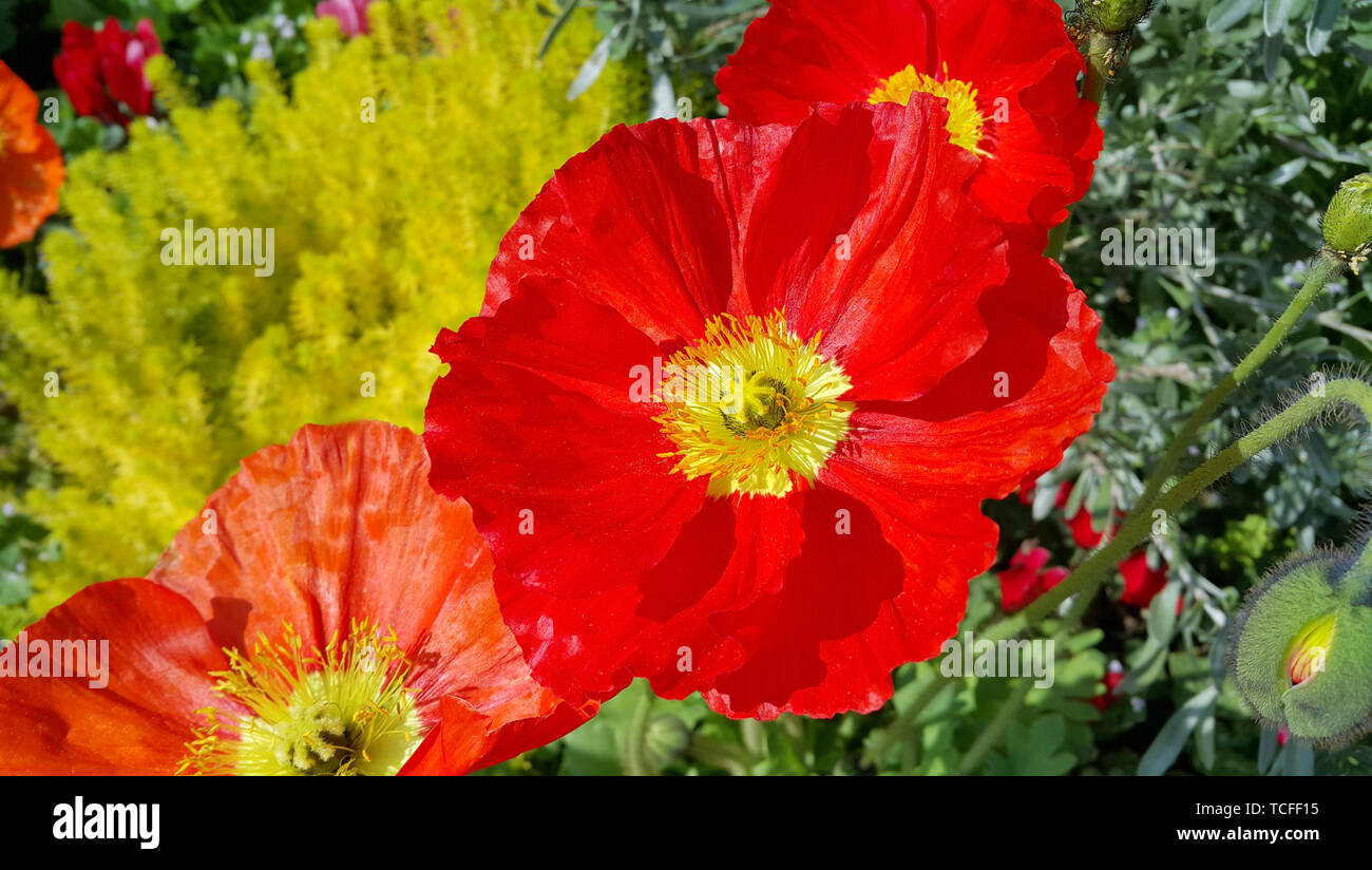 Beaux coquelicots rouges Banque de photographies et d’images à haute ...