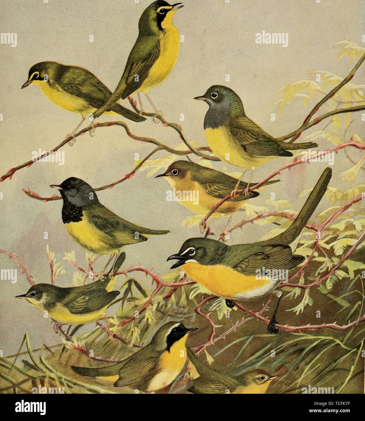 Dessin gravé de la Paruline de Kirtland, Kentucky (Geothlypis formosa ...