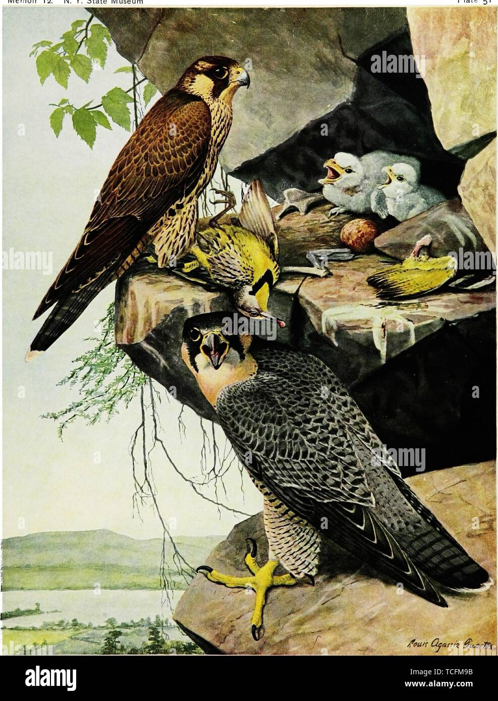 Dessin gravé du Faucon gerfaut (Falco rusticolus), du livre "Oiseaux de ...