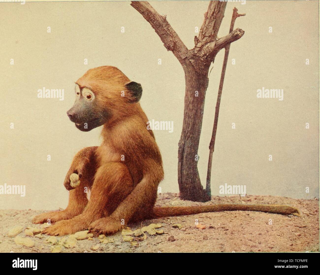 Dessin du babun commun Banque de photographies et d’images à haute ...