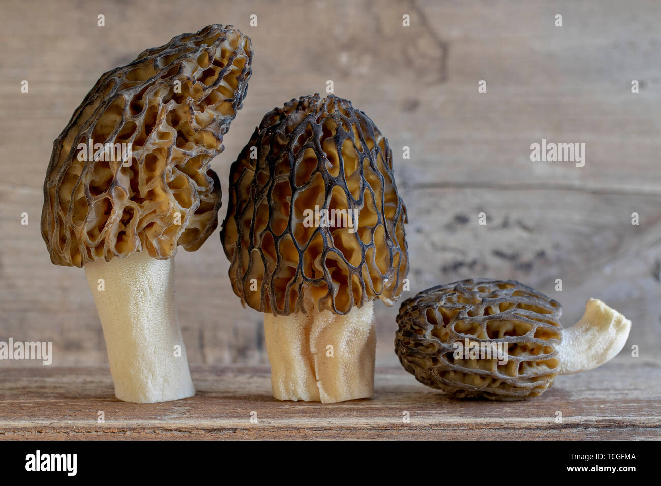 Morille conique Banque de photographies et d’images à haute résolution ...