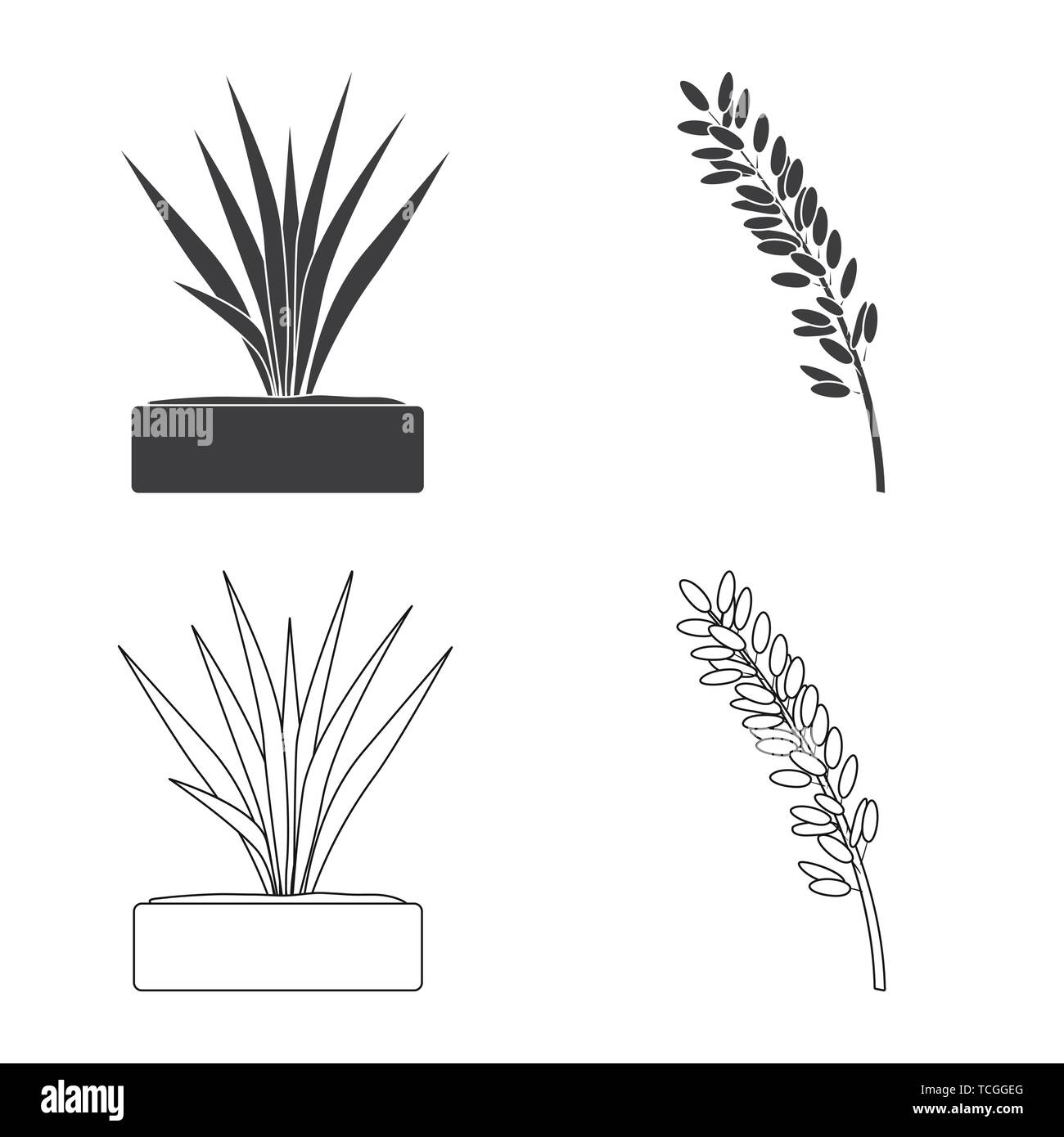 Panicule épillet,riz,céréales,terrain,feuilles,croissance,récolte,ferme ...