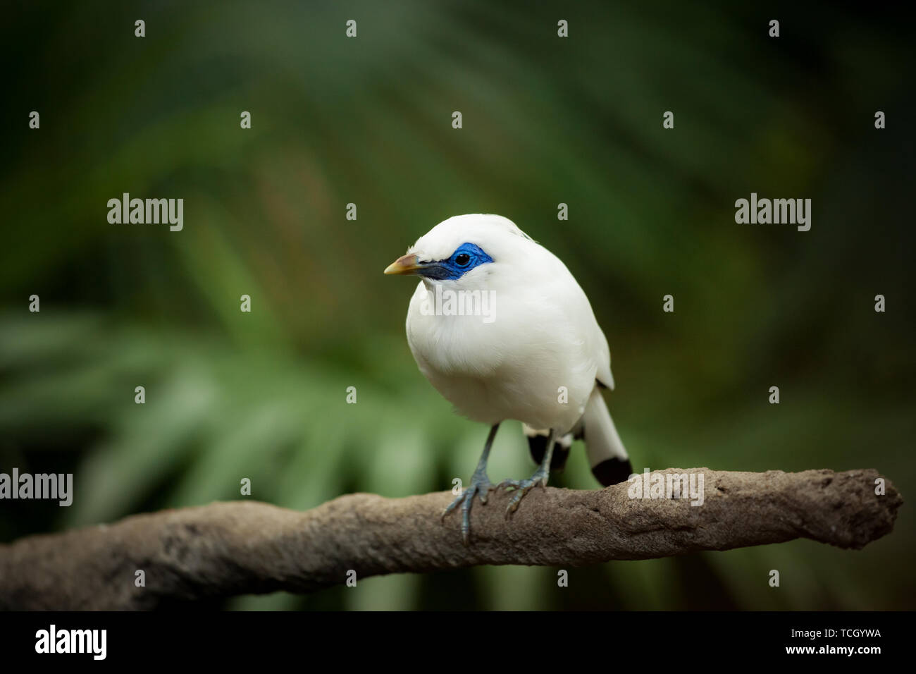 Parc d'oiseaux exotiques Banque de photographies et d’images à haute résolution - Alamy