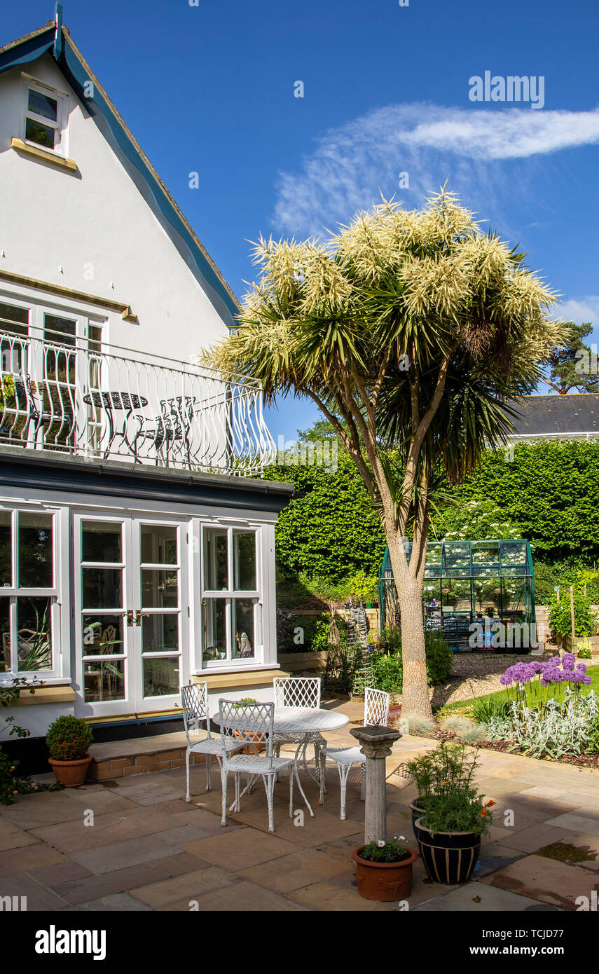 Cabbage tree in flower cordyline australis Banque de photographies et d ...