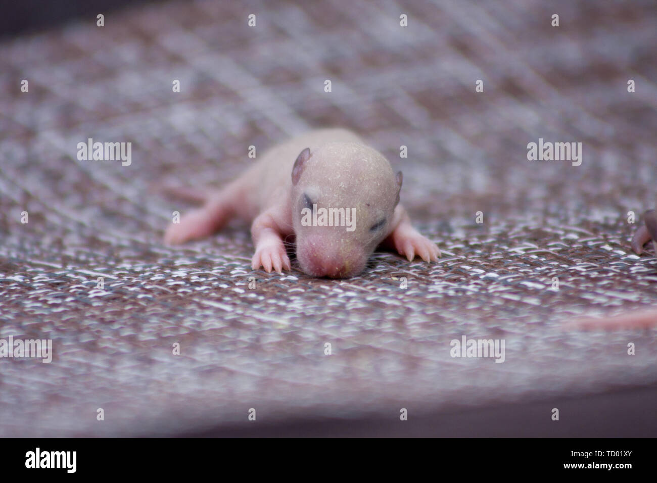 Rat baby Banque de photographies et d’images à haute résolution - Alamy