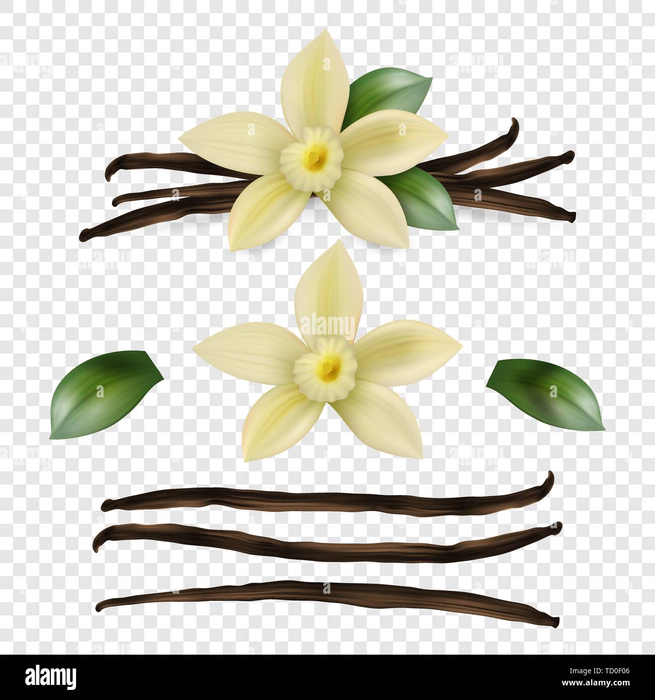 Feuilles de vanille Banque d'images vectorielles - Alamy
