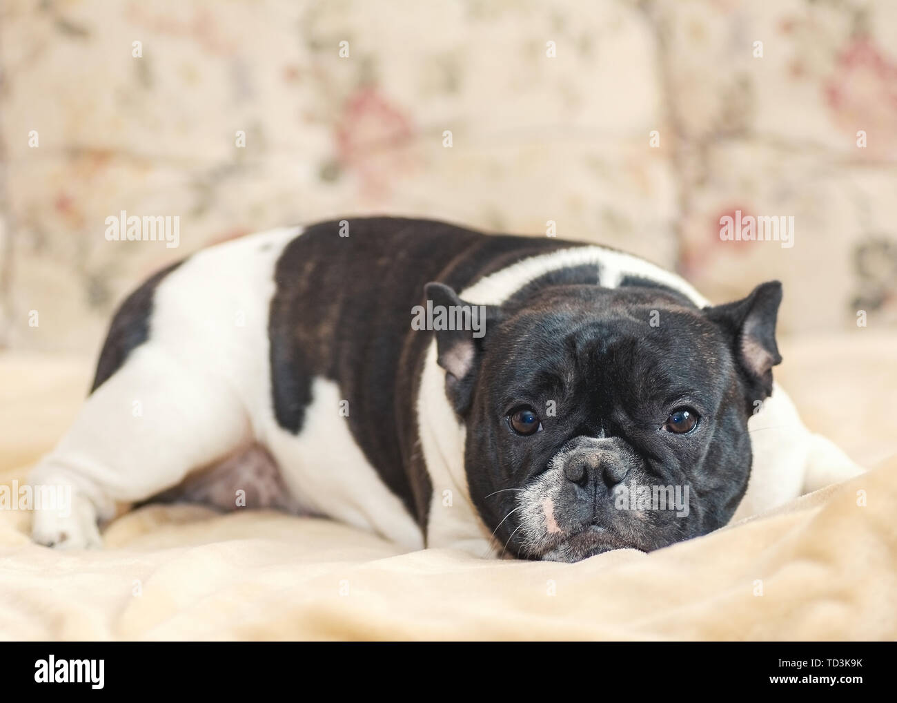 Bouledogue Francais Face Banque d'image et photos - Alamy