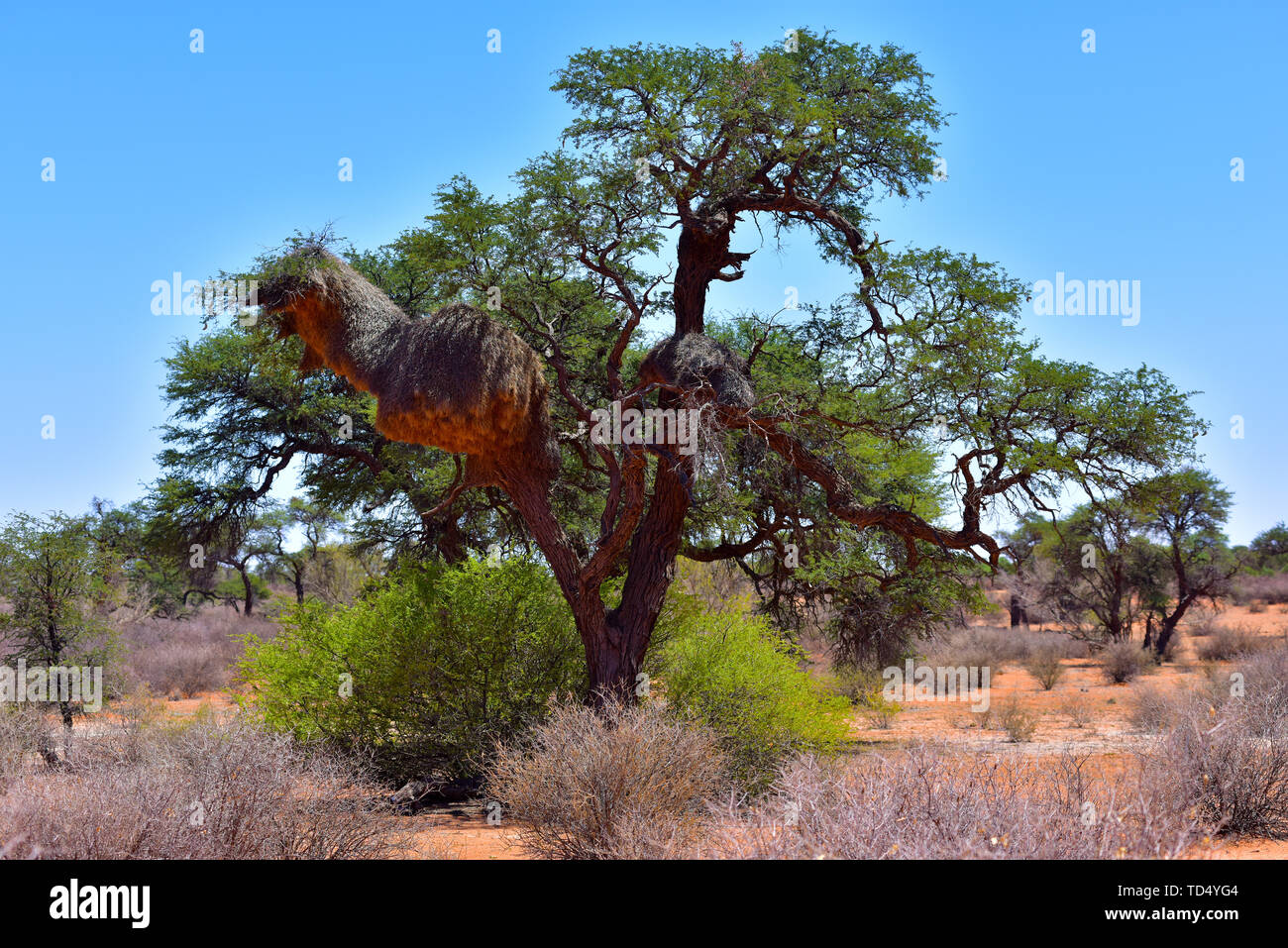 4 nids d'oiseaux dans les arbres Banque de photographies et d’images à ...