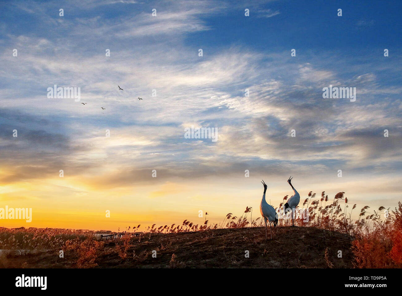 Belle grue Banque de photographies et d’images à haute résolution - Alamy