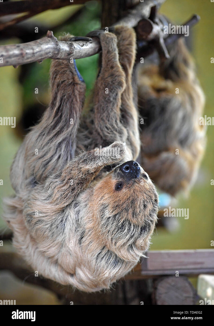 Halle, Allemagne. 14 juin 2019, la Saxe-Anhalt, Halle (Saale) : Sloth ...