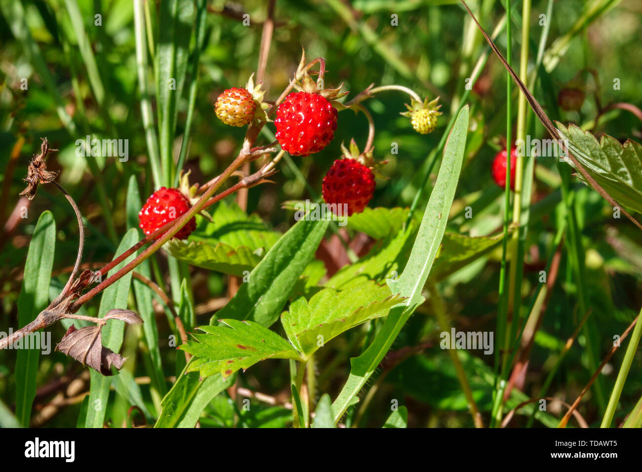 Fraise sauvage Banque de photographies et d’images à haute résolution ...