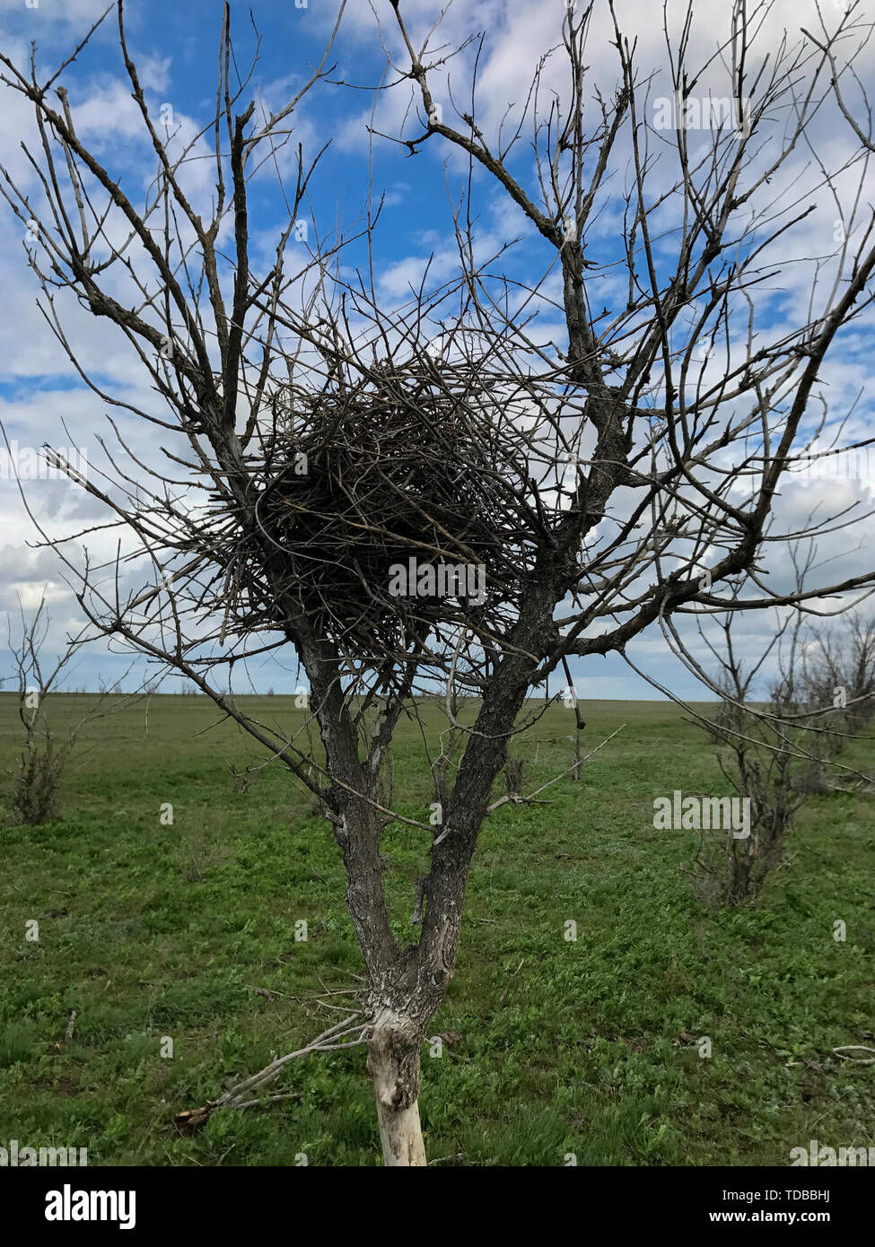 Nid de branches Banque de photographies et d’images à haute résolution ...