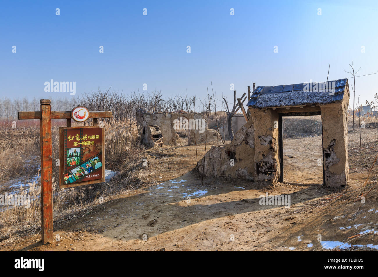 Sorgho rouge Banque de photographies et d’images à haute résolution - Alamy