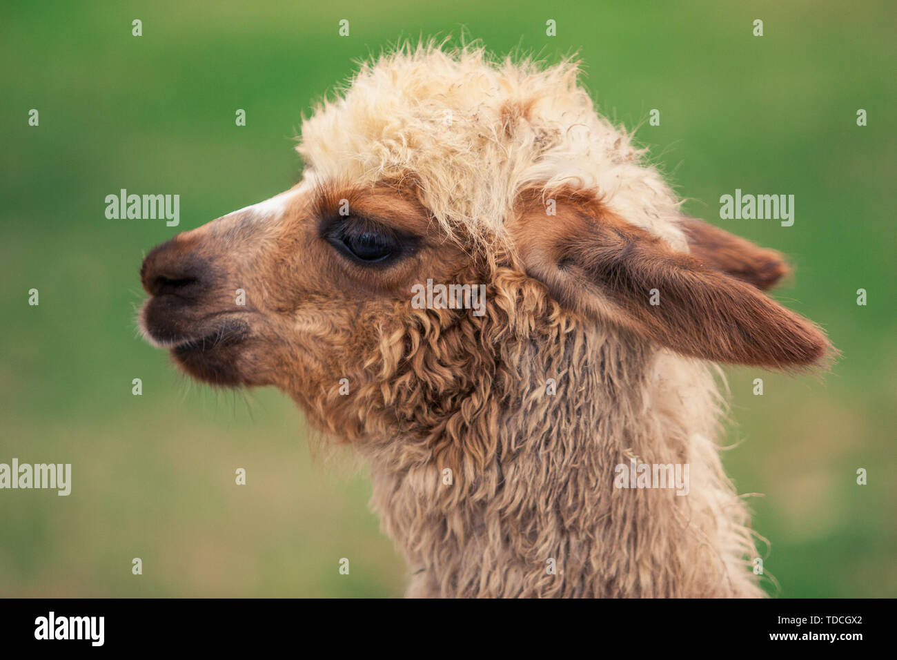 Lama alpaga Banque de photographies et d’images à haute résolution - Alamy